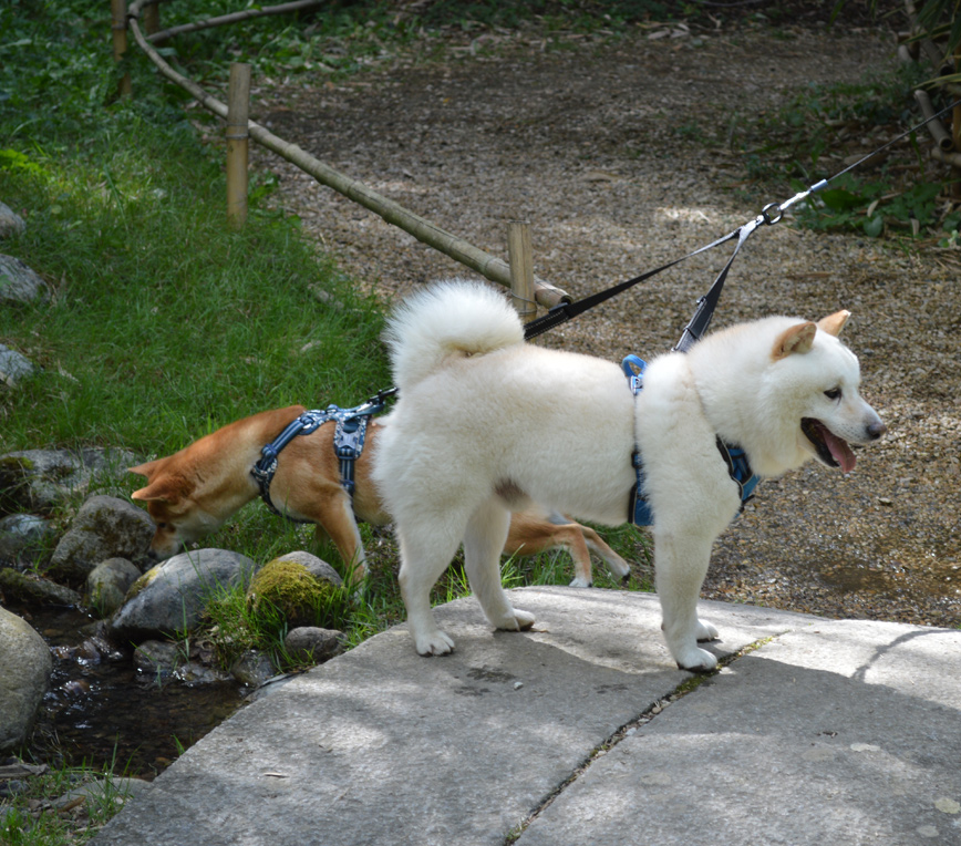 élevage familial de shiba inu et mame shiba, adopter un shiba